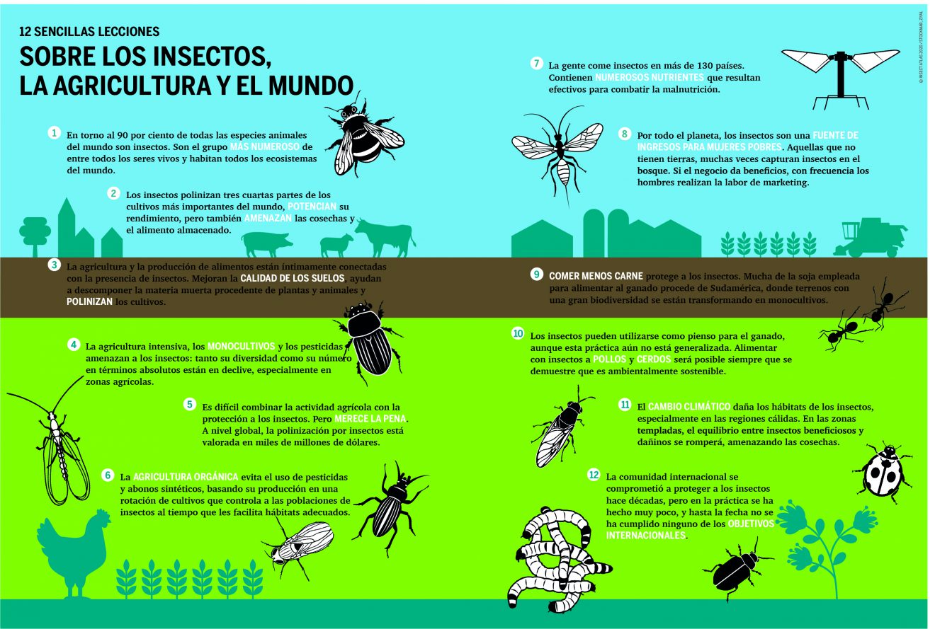 Atlas de los insectos